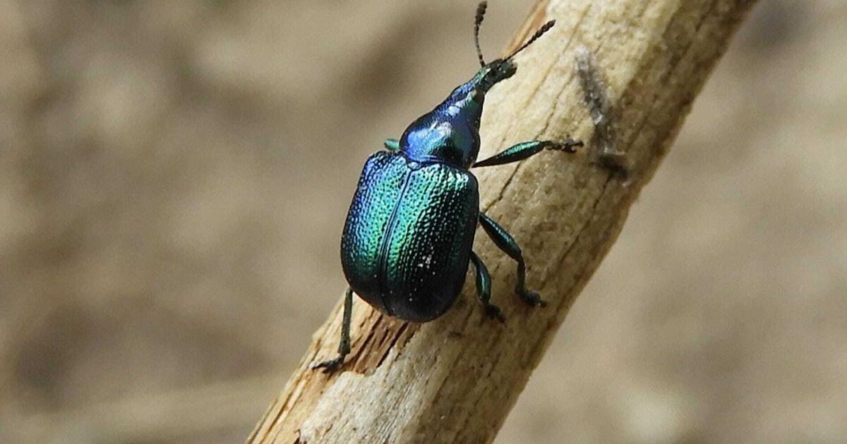 Nosánik viničový | Zdravopedia.sk