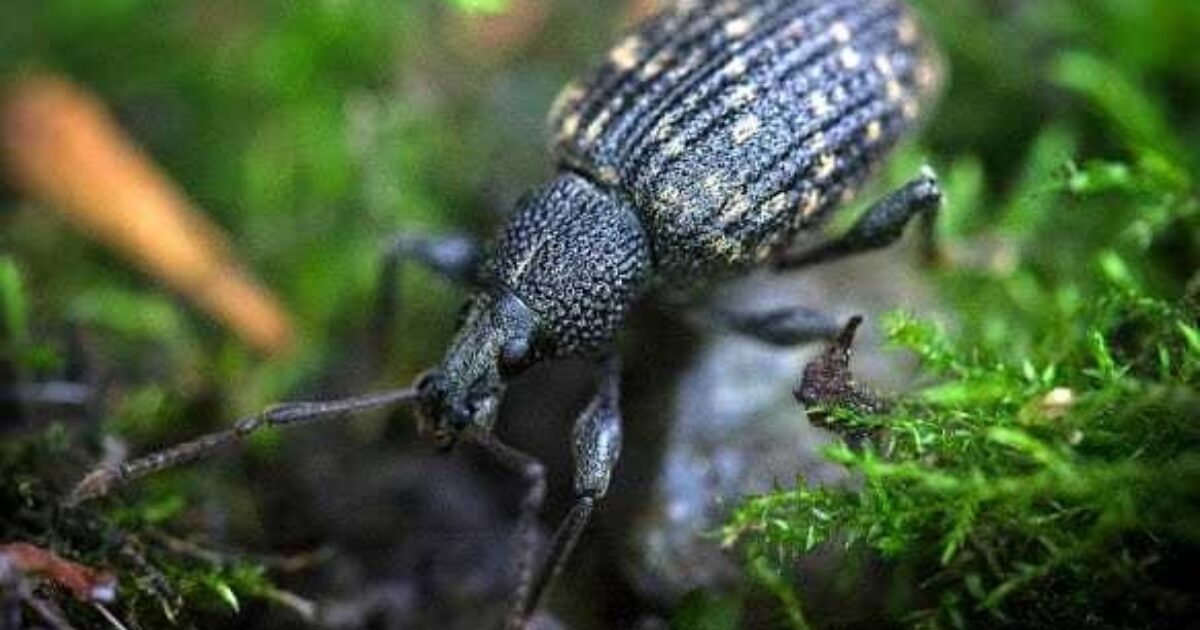 Nosánik ryhovaný | Zdravopedia.sk