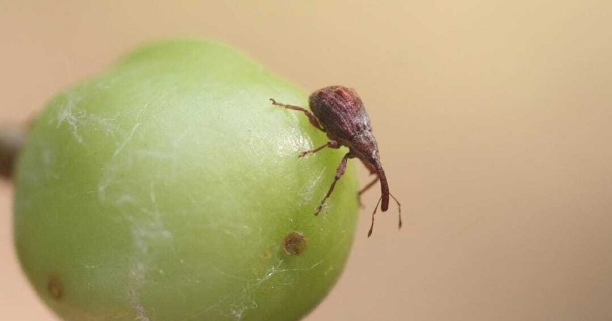 Nosánik ovocný | Zdravopedia.sk