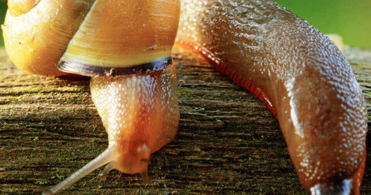 Slimáky a slizniaky | Zdravopedia.sk