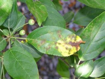 Chrastavitosť jabloní | Zdravopedia.sk