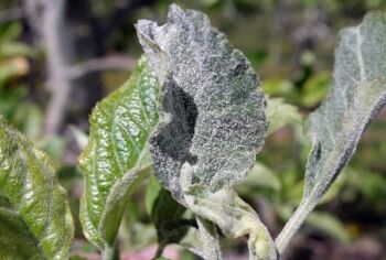 Padlí jabloňové | Zdravopedie.cz