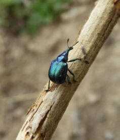 Nosánik viničový | Zdravopedia.sk