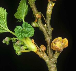 Roztoč ríbezľový | Zdravopedia.sk