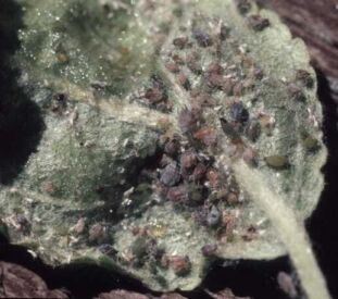 Voška jabloňová | Zdravopedia.sk