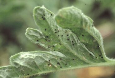 Molica skleníková | Zdravopedia.sk