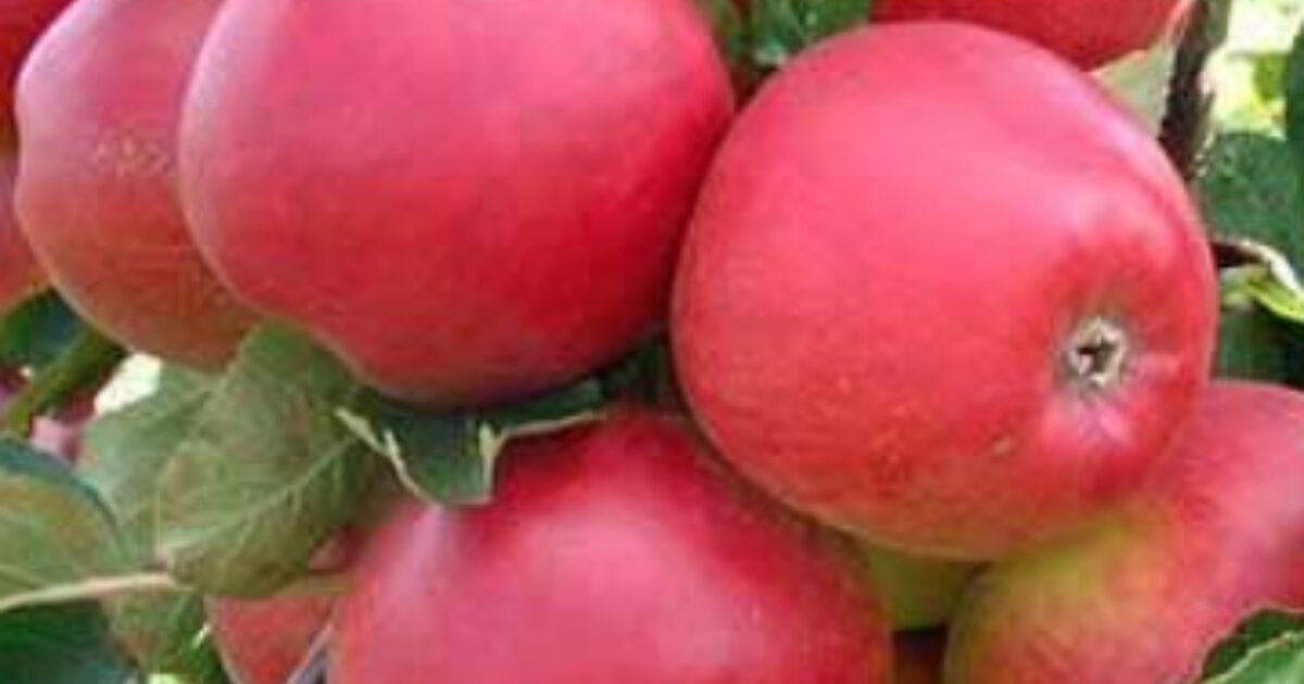 Ako pestovať: Jabloň Discovery | Zdravopedia.sk