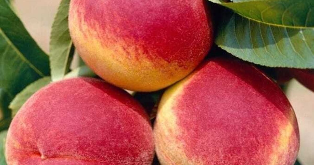 Ako pestovať: Broskyňu Suncrest | Zdravopedia.sk