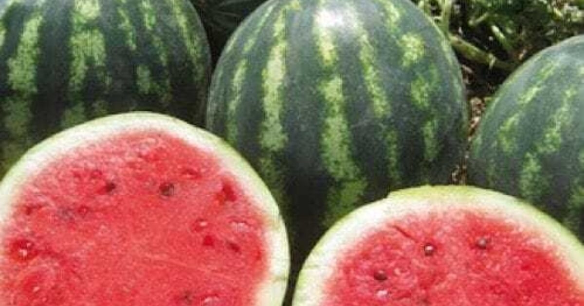 Jak pěstovat: Meloun Mini Blue | Zdravopedie.cz