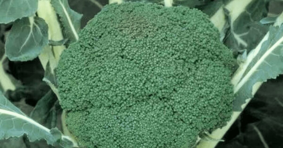 Jak pěstovat: Brokolici Steel | Zdravopedie.cz