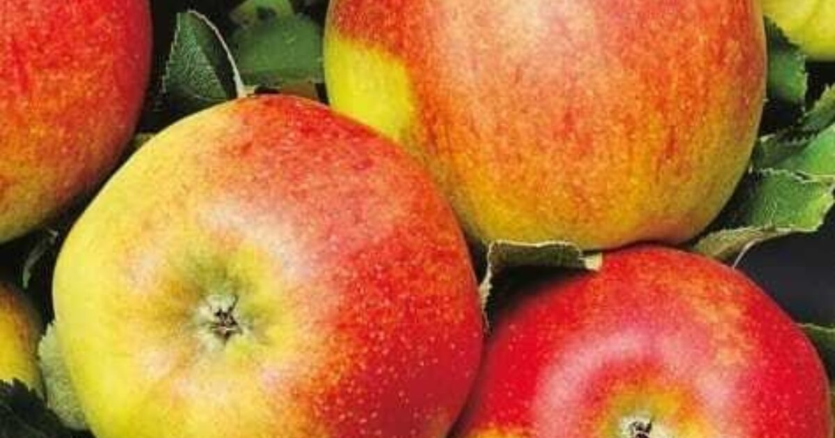 Jak pěstovat: Jabloň Angold | Zdravopedie.cz