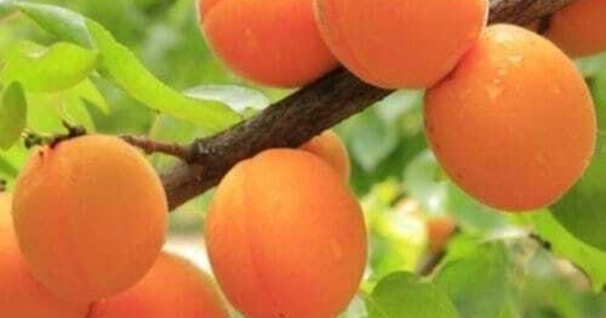Jak pěstovat: Meruňky Aprigold | Zdravopedie.cz