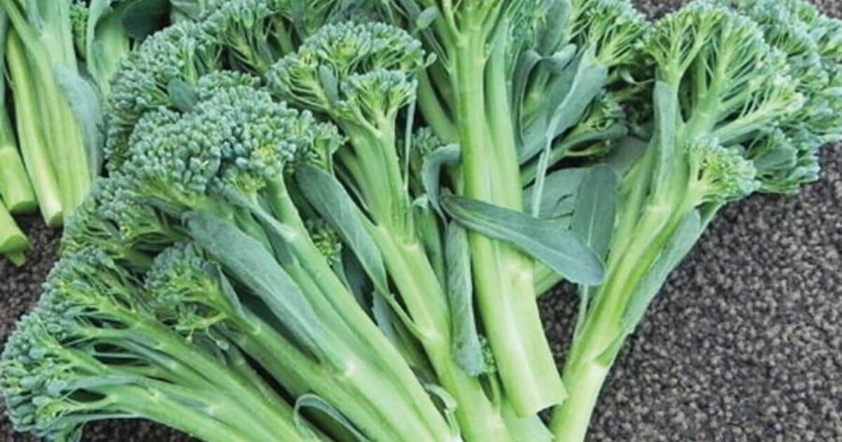 Jak pěstovat: Brokolici Atlantis | Zdravopedie.cz