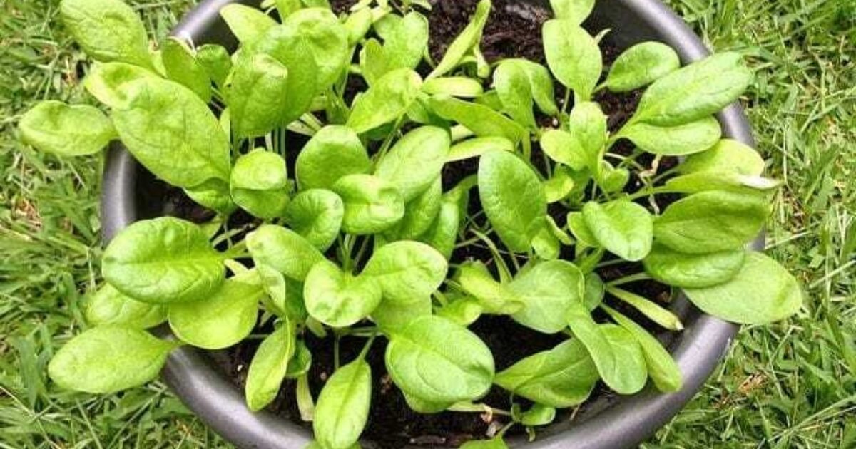 Ako pestovať: Špenát Baby leaf | Zdravopedia.sk