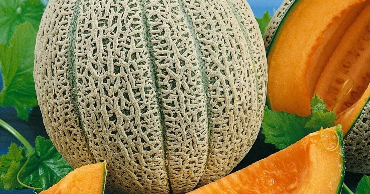 Jak pěstovat: Meloun Best Jumbo | Zdravopedie.cz