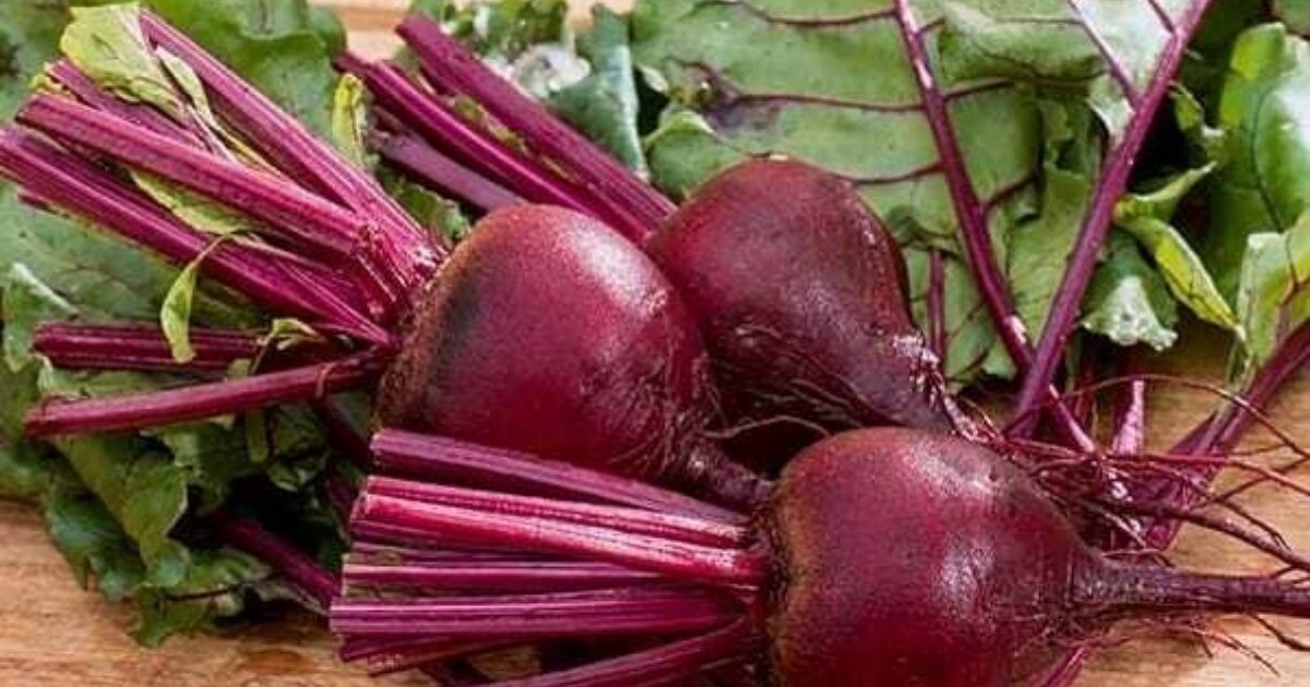 Ako pestovať: Cviklu Bona | Zdravopedia.sk