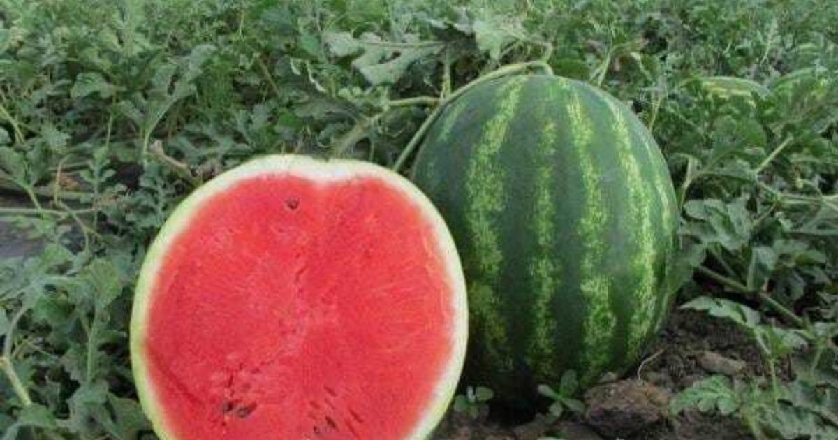 Jak pěstovat: Meloun Bonta | Zdravopedie.cz
