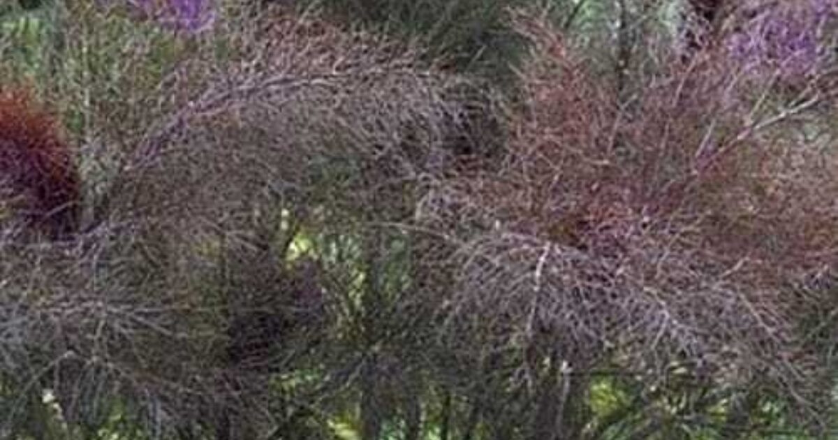 Ako pestovať: Fenikel bronzový Purpureum | Zdravopedia.sk