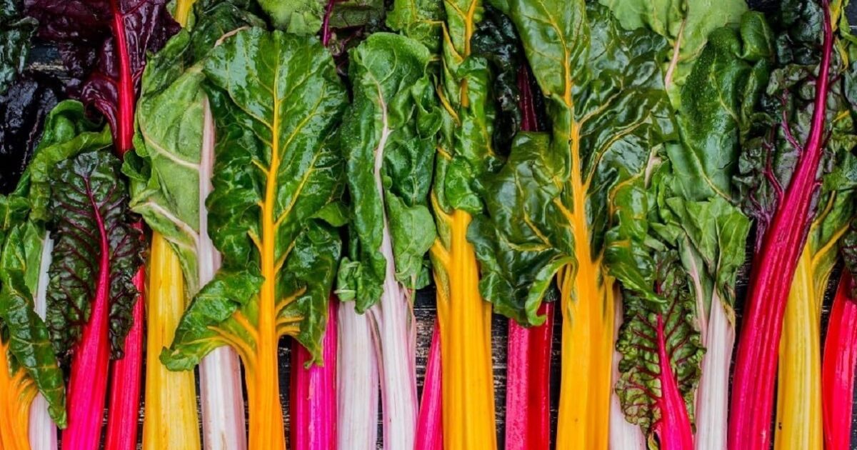 Jak pěstovat: Mangold Colour | Zdravopedie.cz
