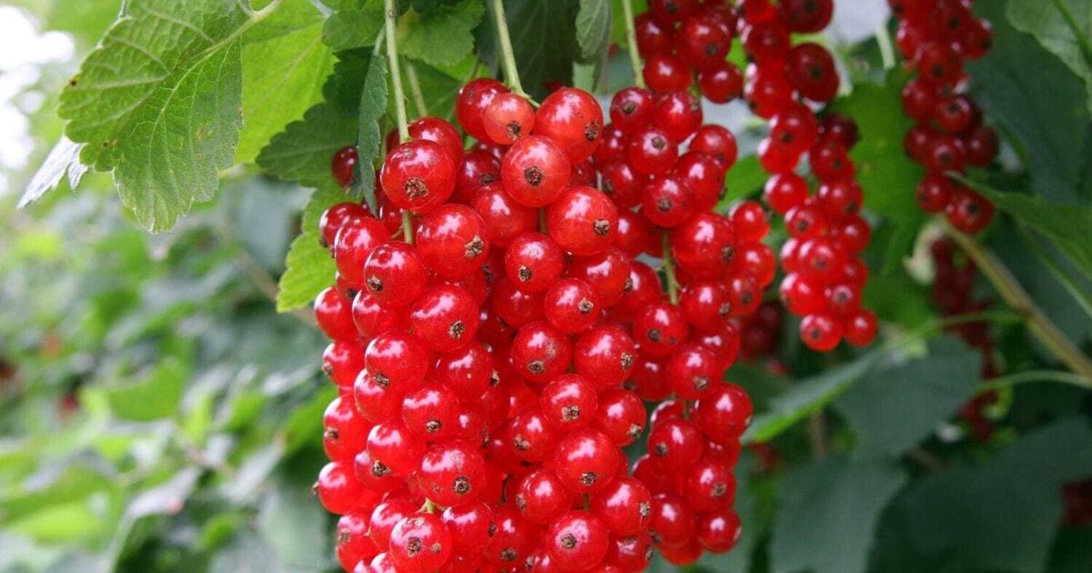 Jak pěstovat: Rybíz Detvan | Zdravopedie.cz