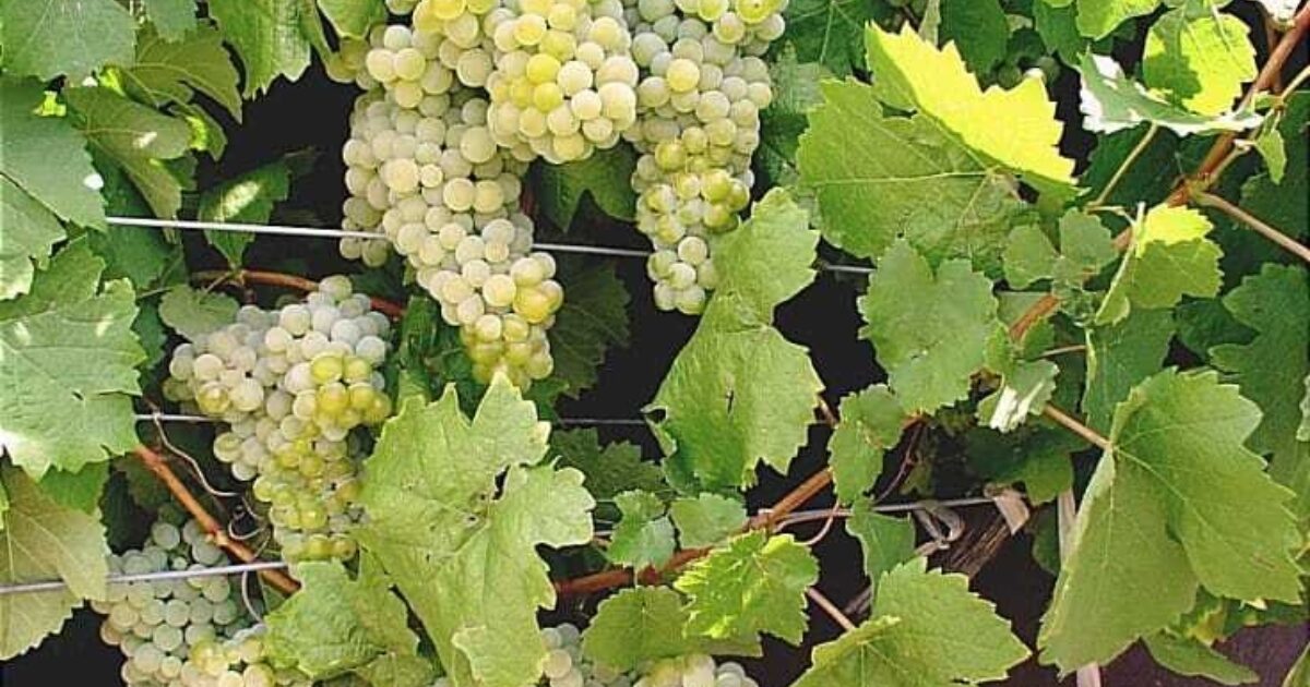 Ako pestovať: Vinič Devín | Zdravopedia.sk