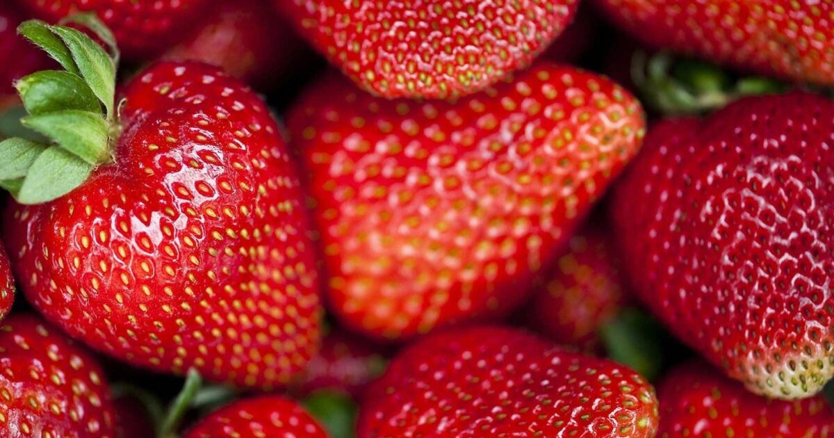 Jak pěstovat: Jahody Elsanta | Zdravopedie.cz