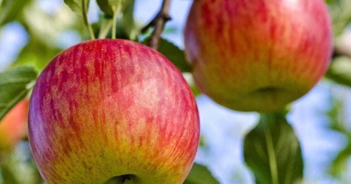 Ako pestovať: Jabloň Fuji | Zdravopedia.sk