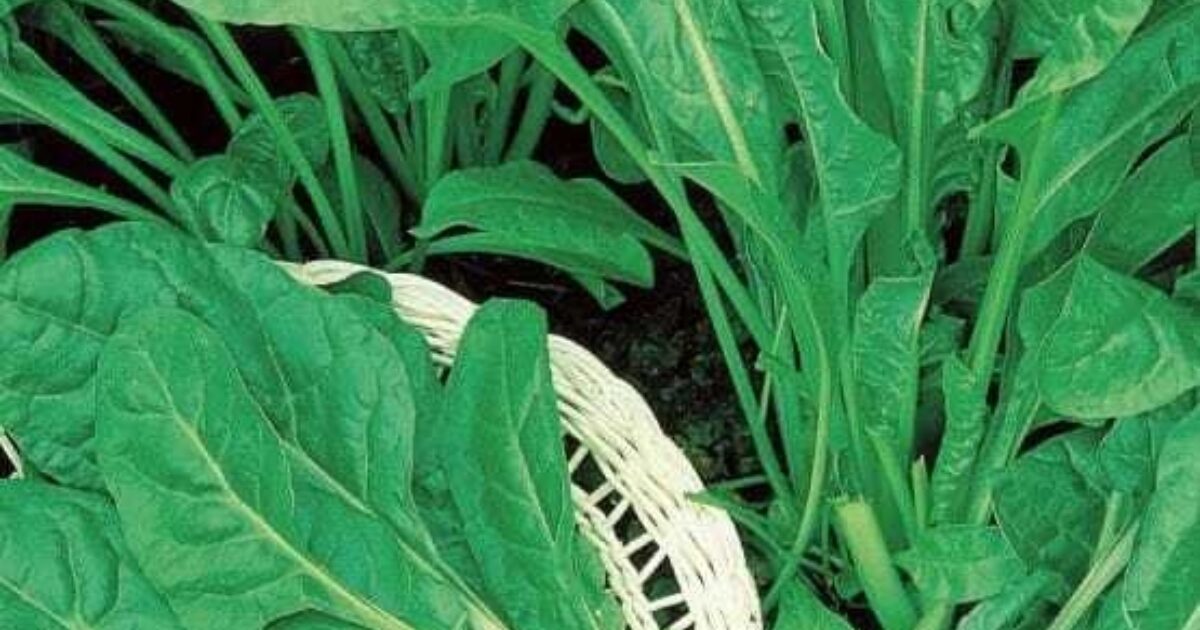 Ako pestovať: Mangold Groene Gewone | Zdravopedia.sk