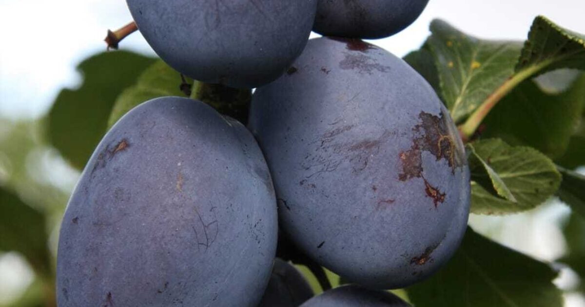 Jak pěstovat: Švestky Haganta | Zdravopedie.cz