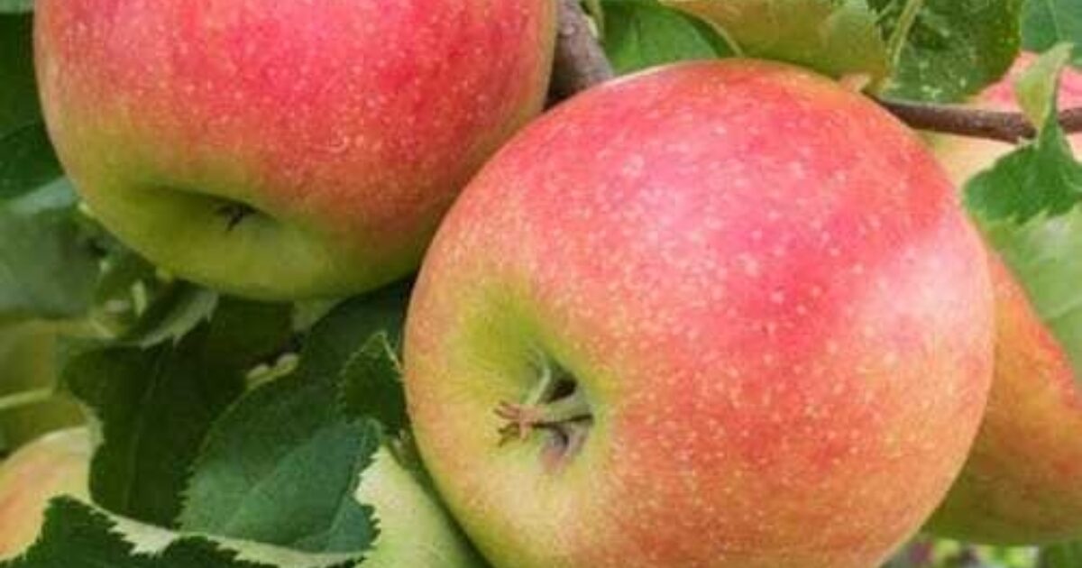 Jak pěstovat: Jabloň Jonagold | Zdravopedie.cz
