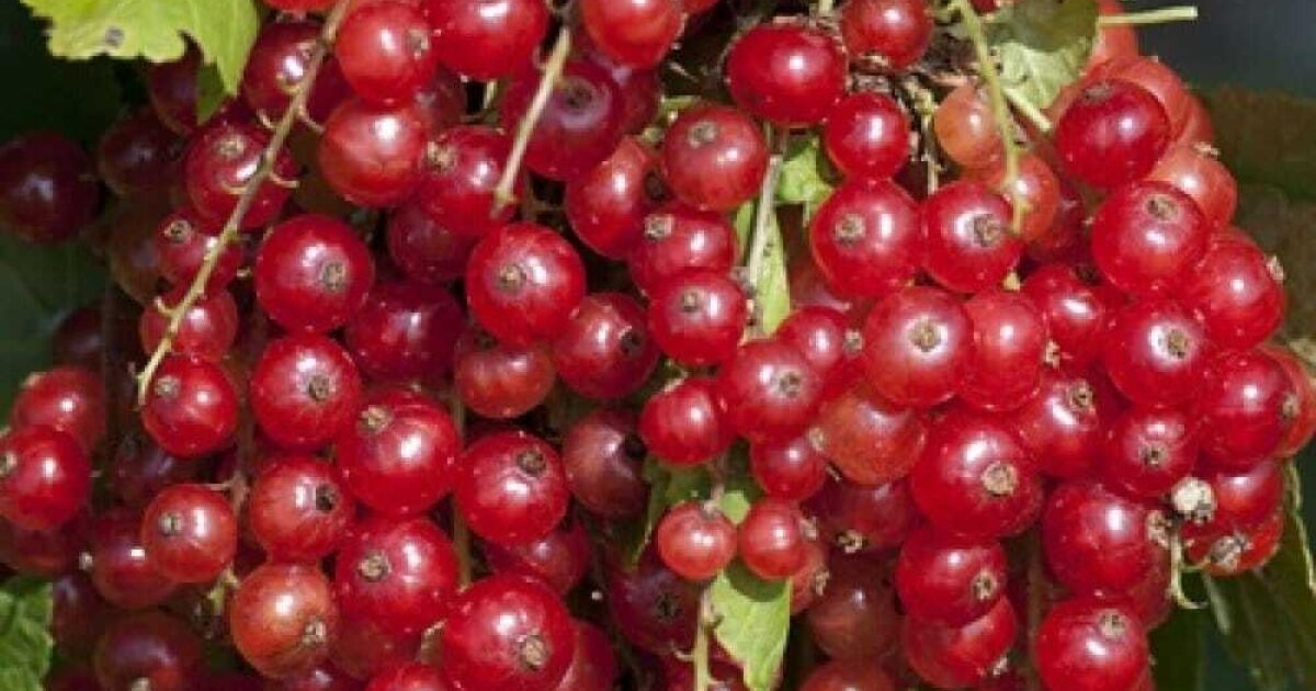 Ako pestovať: Ríbezle Jonkheer van Tets | Zdravopedia.sk