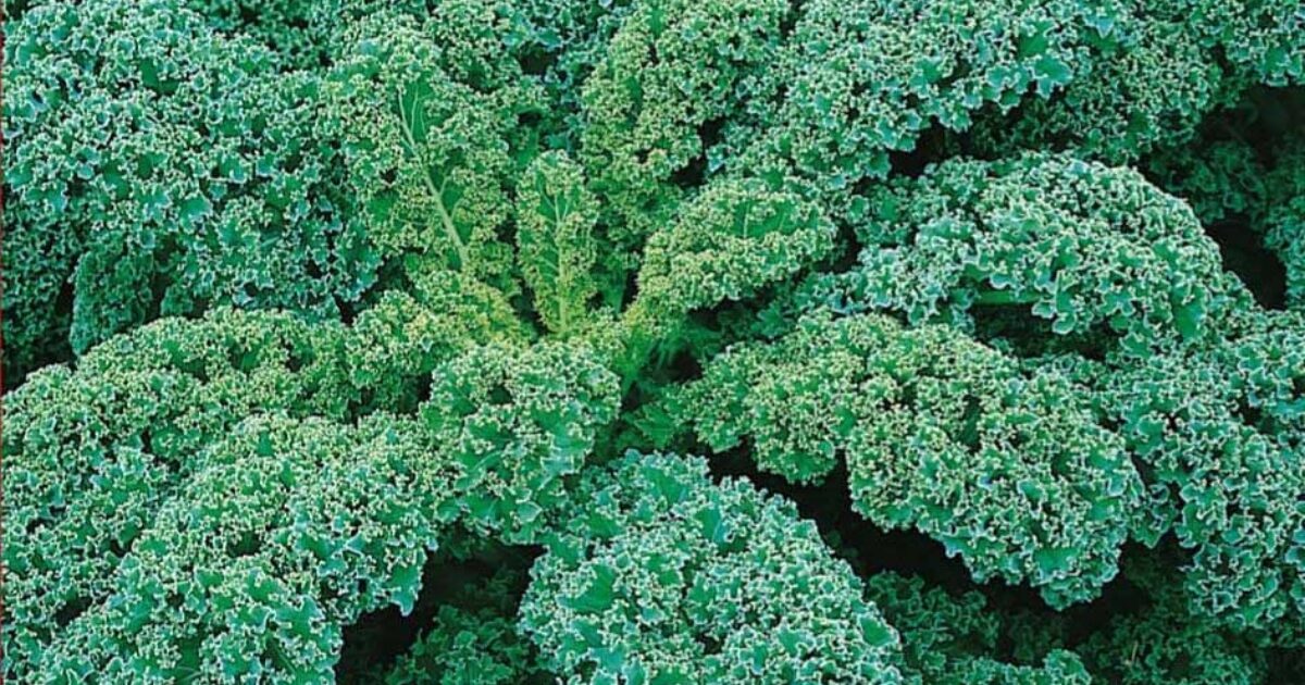 Jak pěstovat: Kapustu Kapral | Zdravopedie.cz