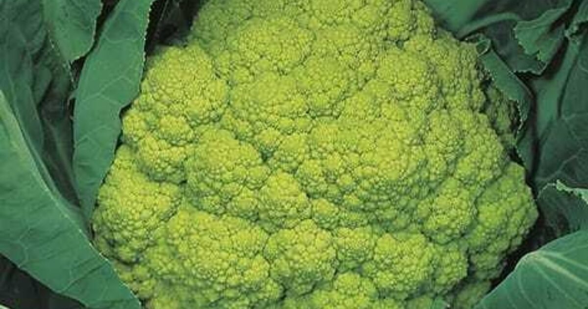 Jak pěstovat: Květák Cavolfiore Verde di Macerata | Zdravopedie.cz