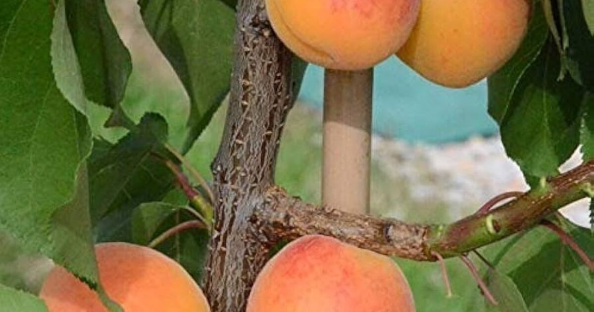 Jak pěstovat: Meruňky Maďarská | Zdravopedie.cz