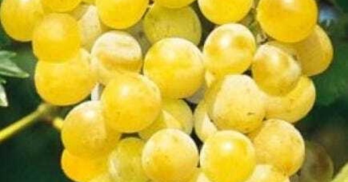 Ako pestovať: Vinič Muškát Pölöskei | Zdravopedia.sk