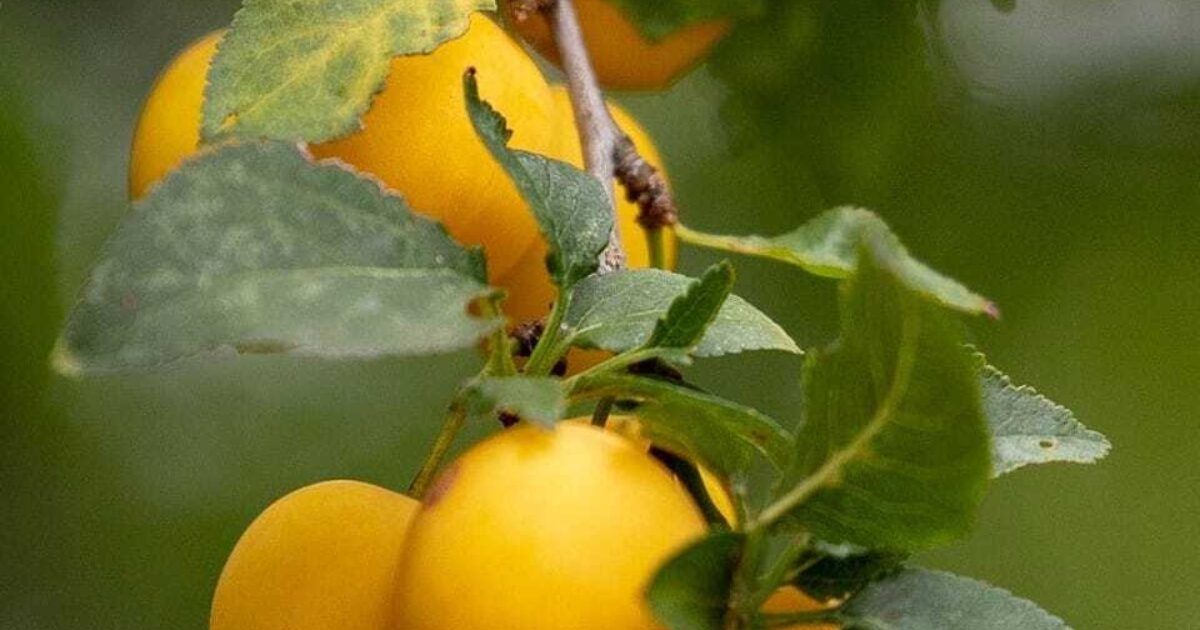 Ako pestovať: Mirabelky Nancyská | Zdravopedia.sk
