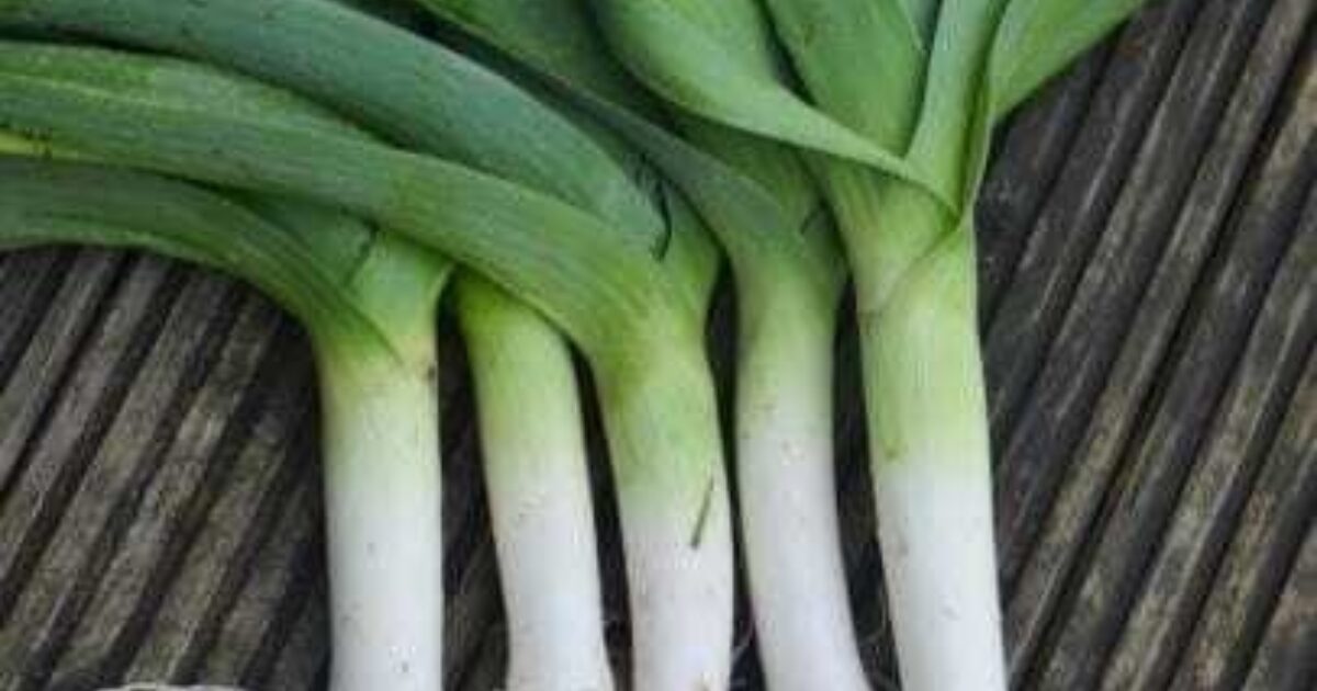 Jak pěstovat: Pór Odrín | Zdravopedie.cz