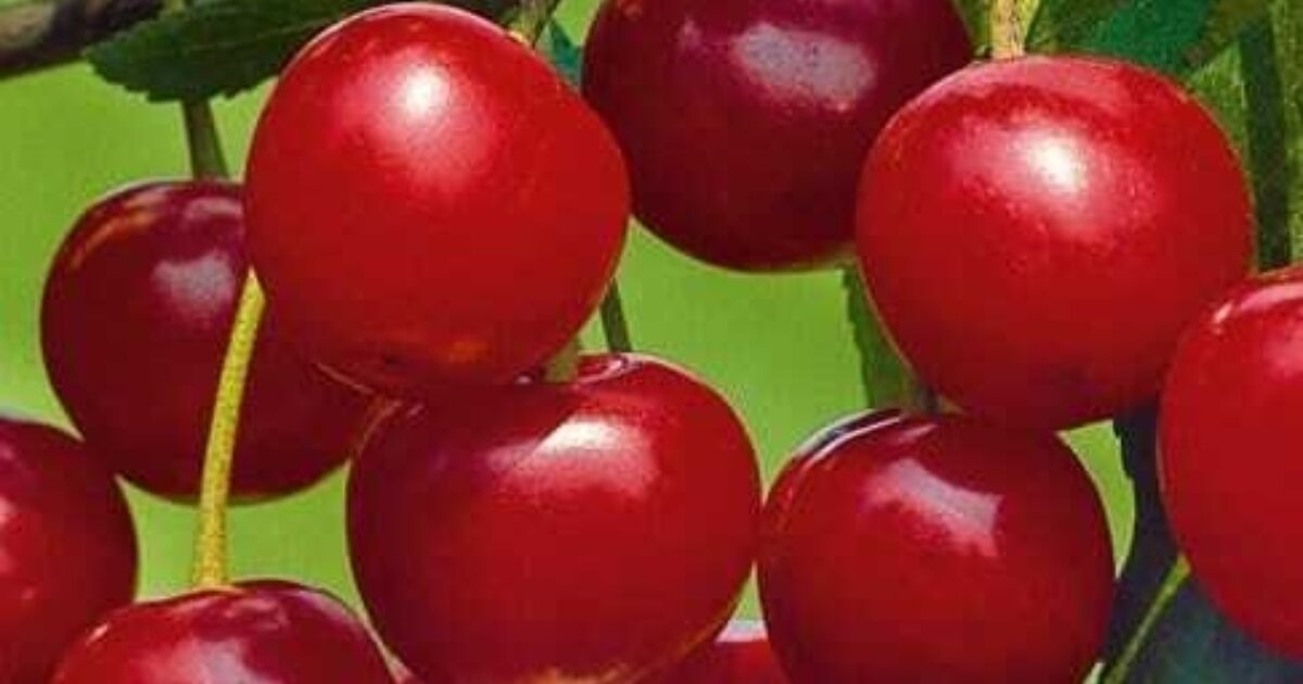 Jak pěstovat: Višeň Pandy | Zdravopedie.cz