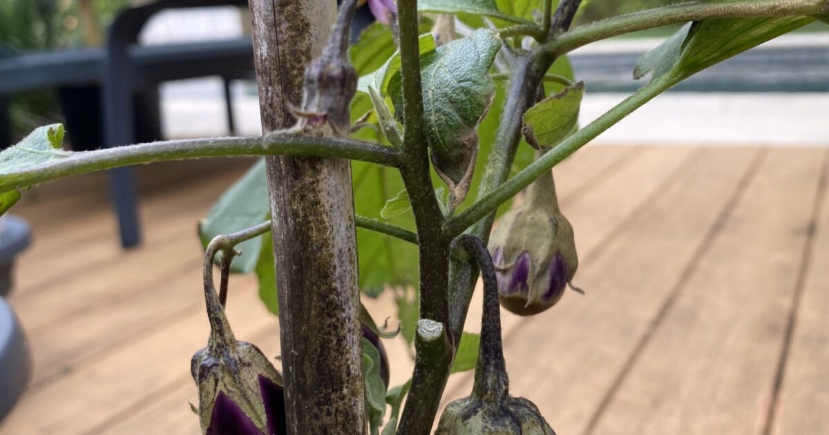 Jak pěstovat: Lilek Patio Baby | Zdravopedie.cz