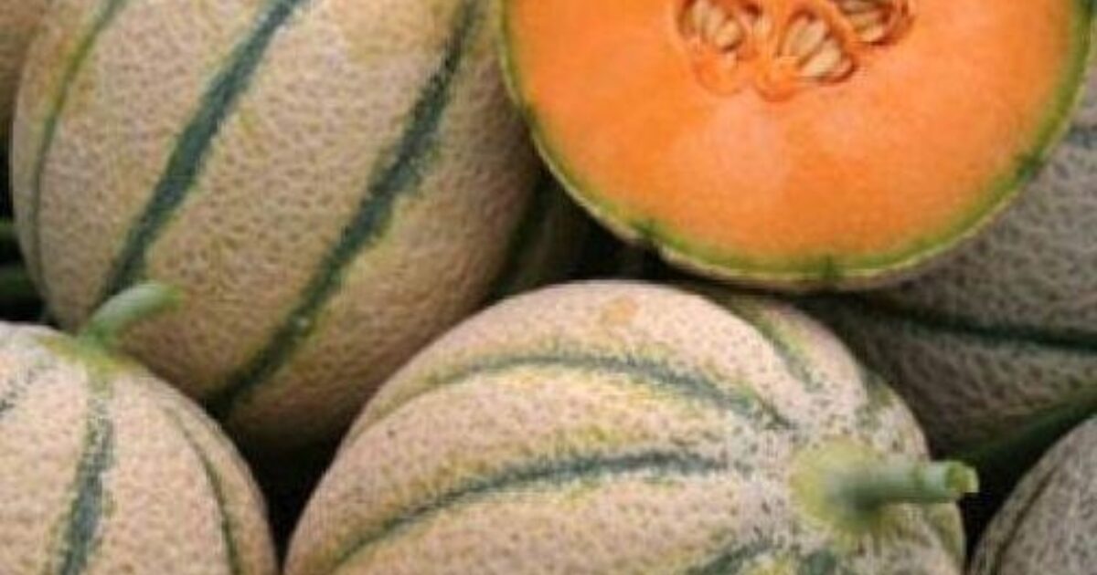 Ako pestovať: Melón Retato Degli Ortolani | Zdravopedia.sk
