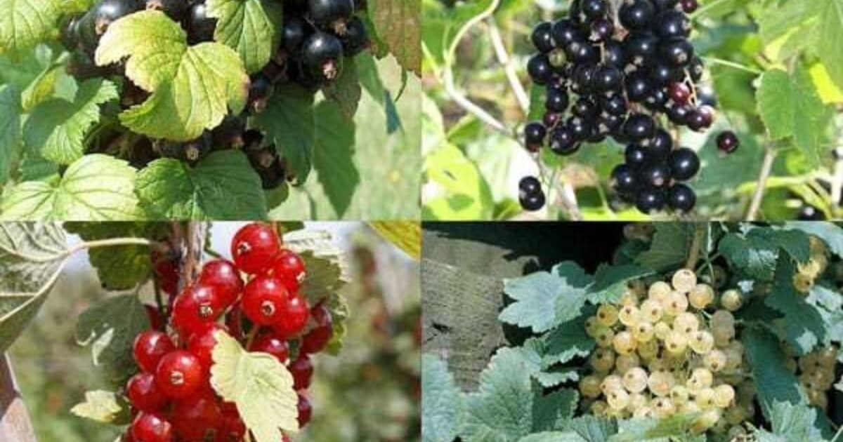 Ako pestovať ríbezle | Zdravopedia.sk