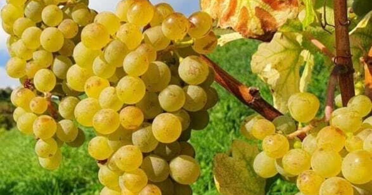 Ako pestovať: Vinič Rizling Rýnsky | Zdravopedia.sk