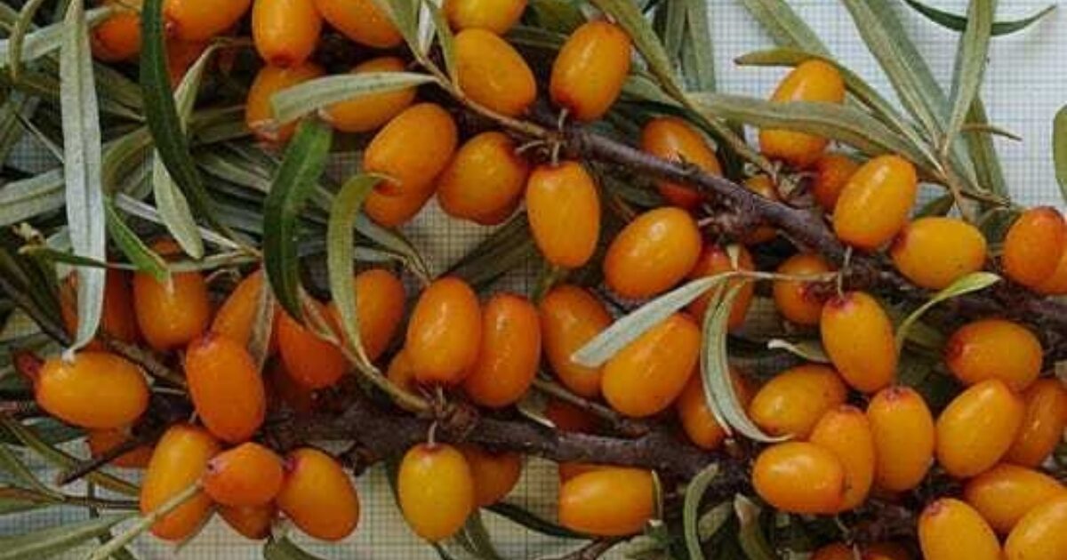 Jak pěstovat: Rakytník Rosinka | Zdravopedie.cz