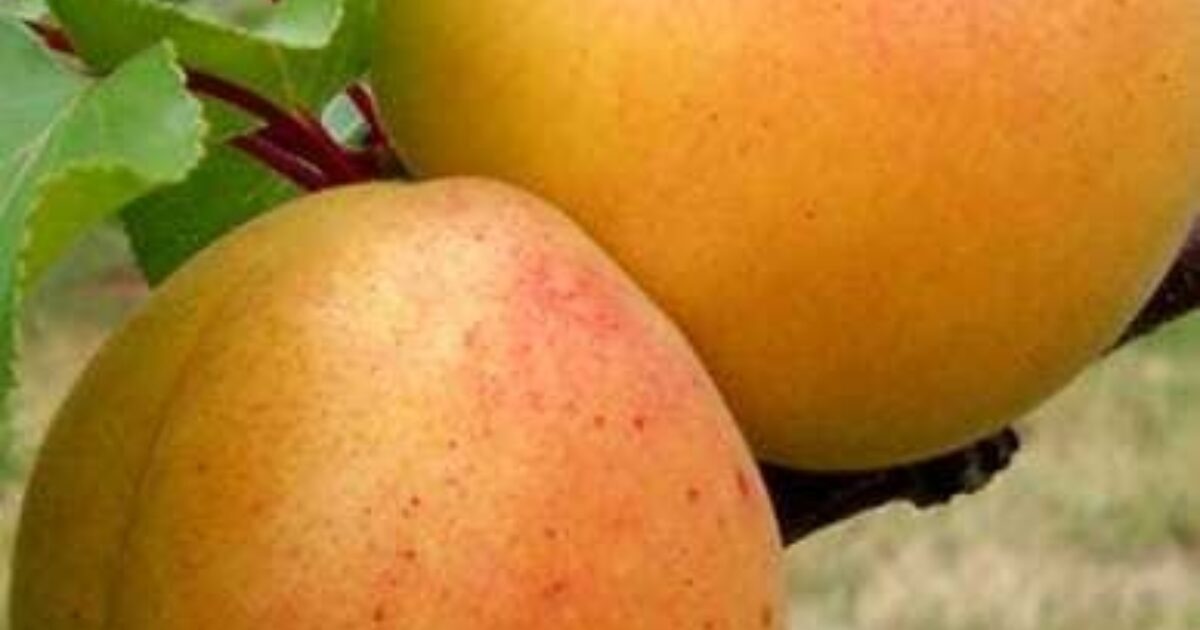 Ako pestovať: Marhule Sabinovská | Zdravopedia.sk