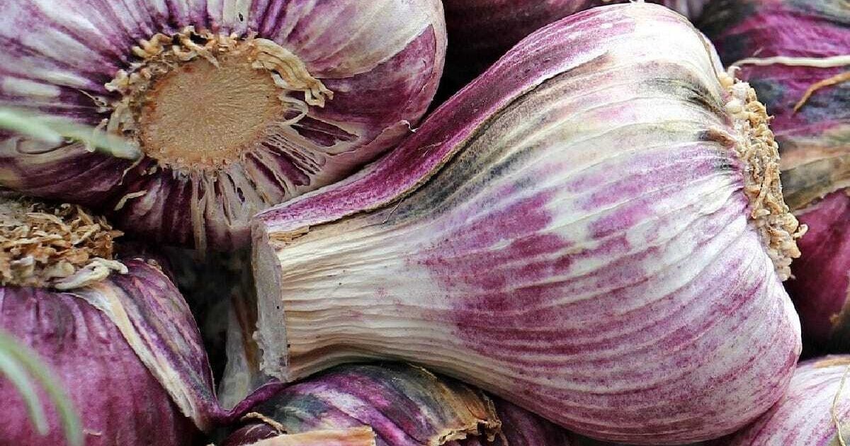 Ako pestovať: Cesnak Slavin II | Zdravopedia.sk