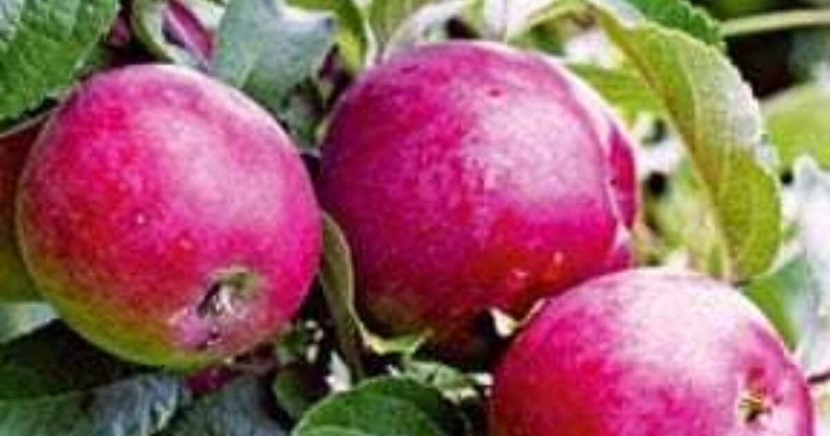 Jak pěstovat: Jabloň Spartan | Zdravopedie.cz