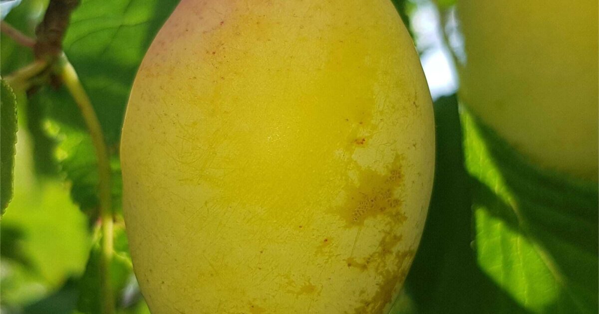 Jak pěstovat: Tipala švestky | Zdravopedie.cz