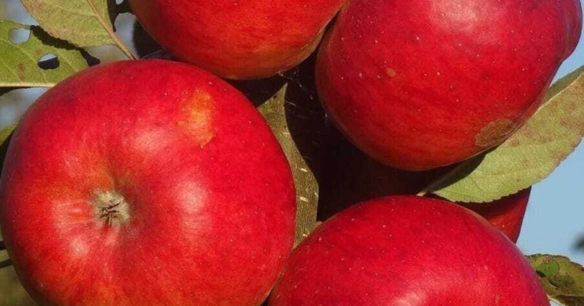 Jak pěstovat: Jabloň Topaz | Zdravopedie.cz