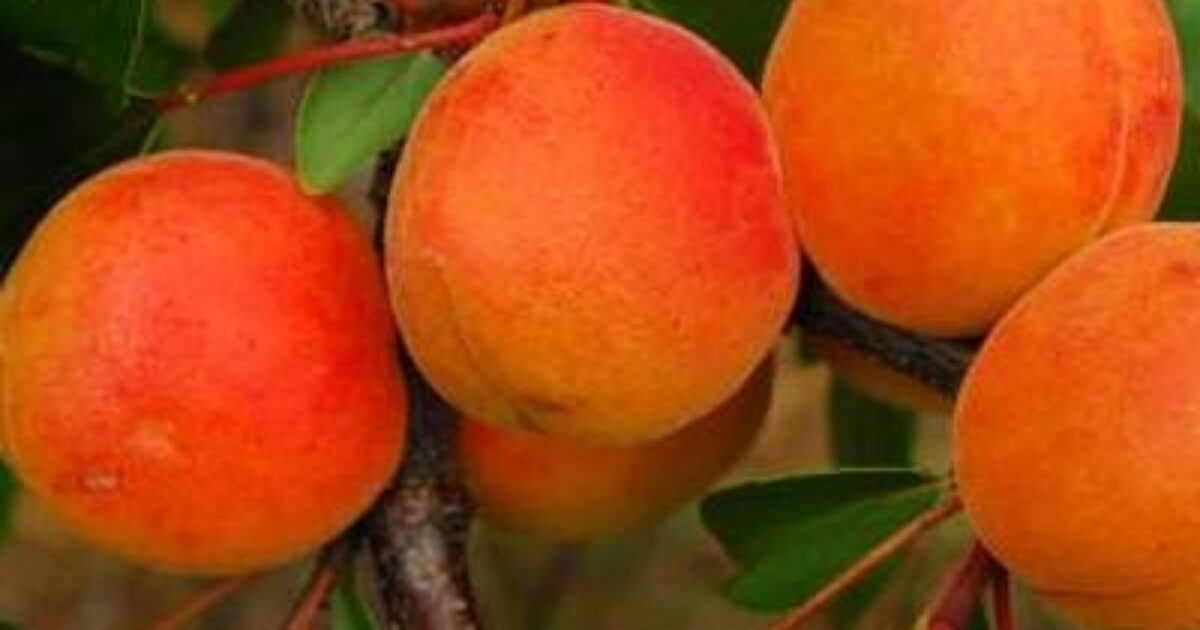 Jak pěstovat: Meruňky Velkopavlovická | Zdravopedie.cz