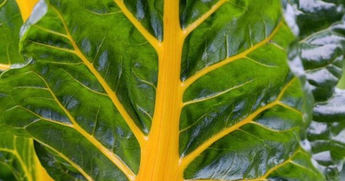 Jak pěstovat: Mangold Bright Yellow | Zdravopedie.cz